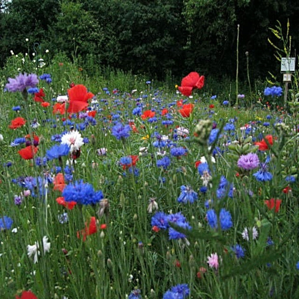 Annual Low Grow Wildflower Seed Mix – Vermont Wildflower Farm