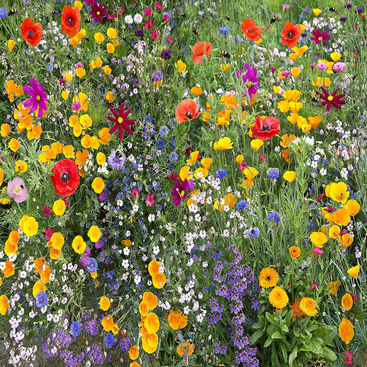 Wildflower Seed Mixes Northeast Region – Vermont Wildflower Farm